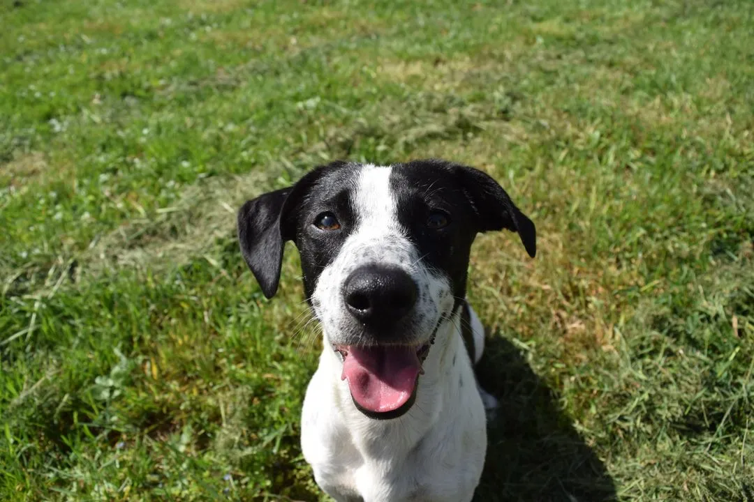 Balu - Dogs and Cats from Shelters Near You