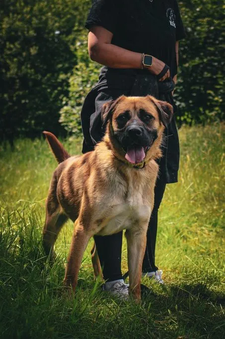 Aro - mischling aus Elma e.V. | Tierheimhunde - Balu Tieradoption