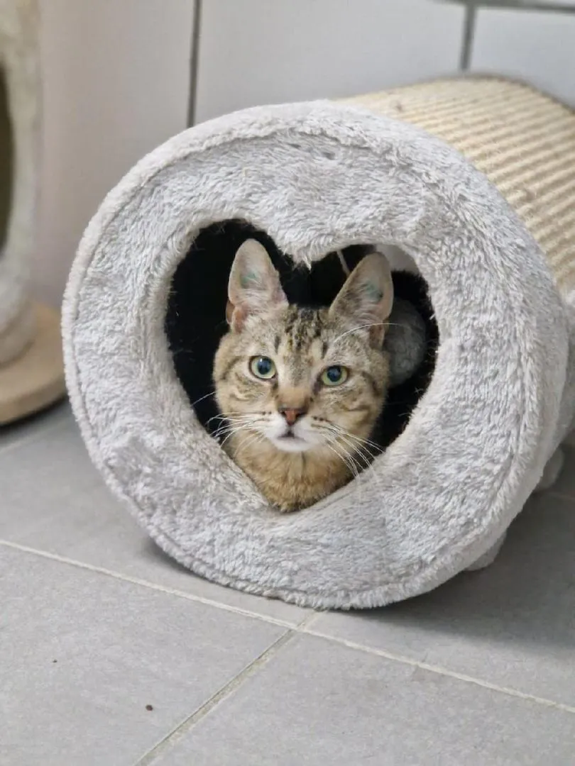 Balu - Dogs and Cats from Shelters Near You