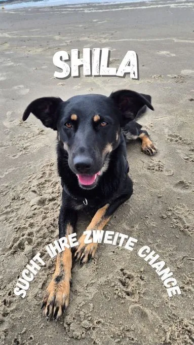 Shila - mischling aus Elma e.V. | Tierheimhunde - Balu Tieradoption