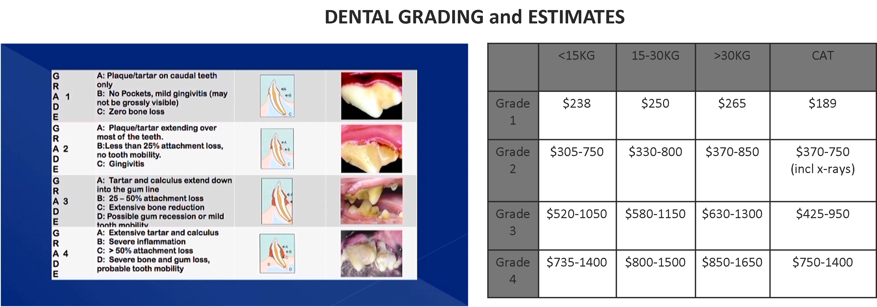 Insider Tips for Creating a Successful Veterinary Dental Program ...