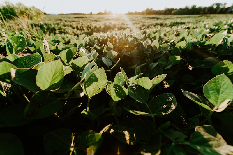 Soybeans begin to bloom for area farmers