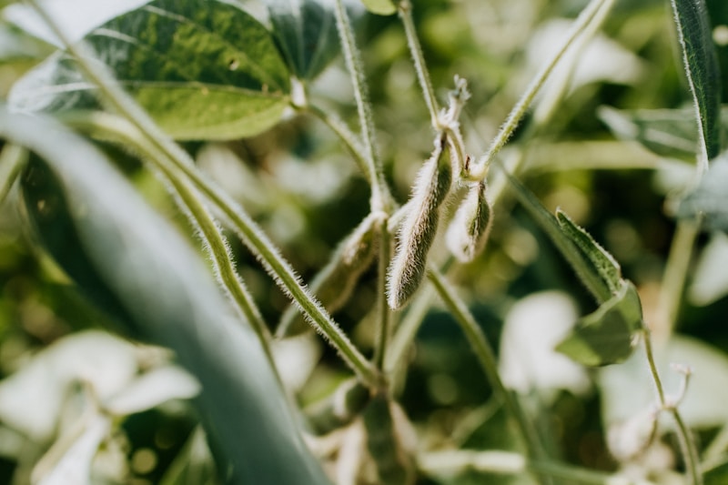 Soybeans begin to bloom for area farmers