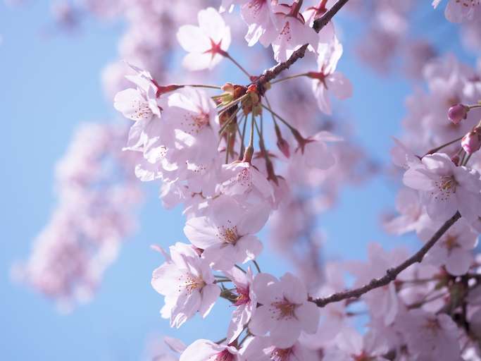 天真爛漫 - 購入者のプロフィール｜Luscio ラシオ