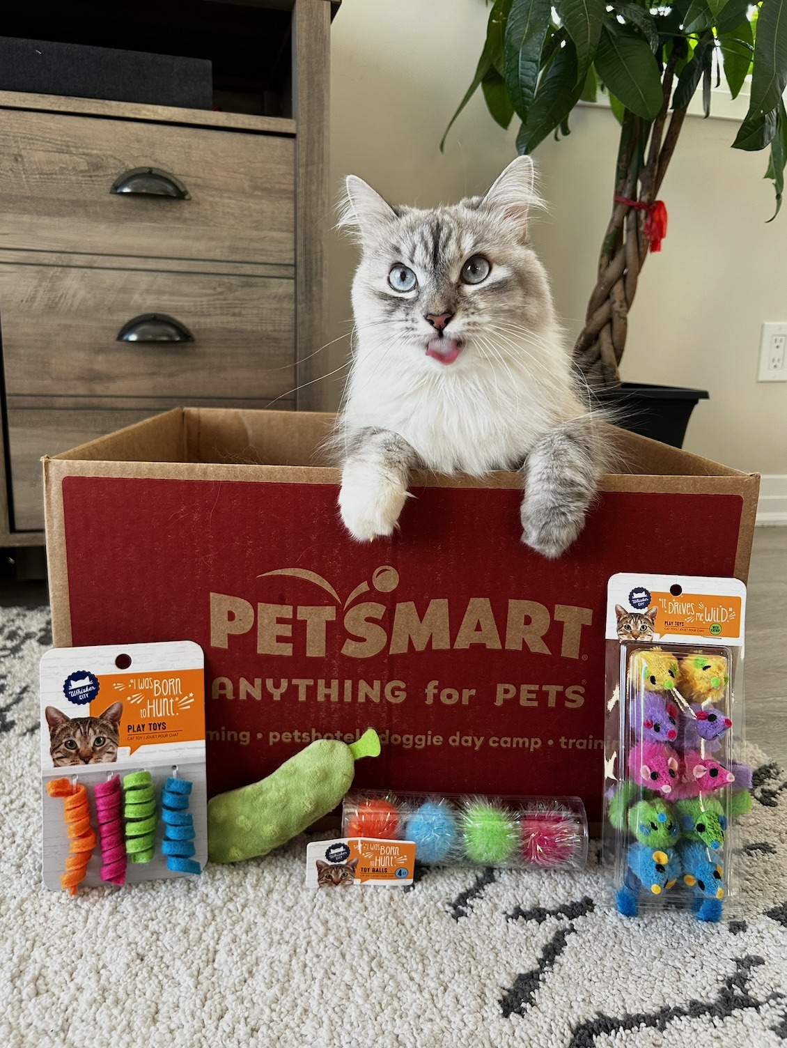 PetSmart Creators