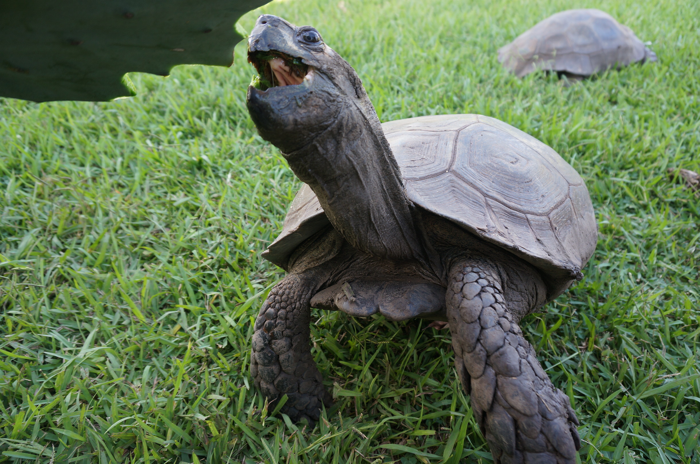 Mountain Tortoises - Manouria emys emys and phayrei