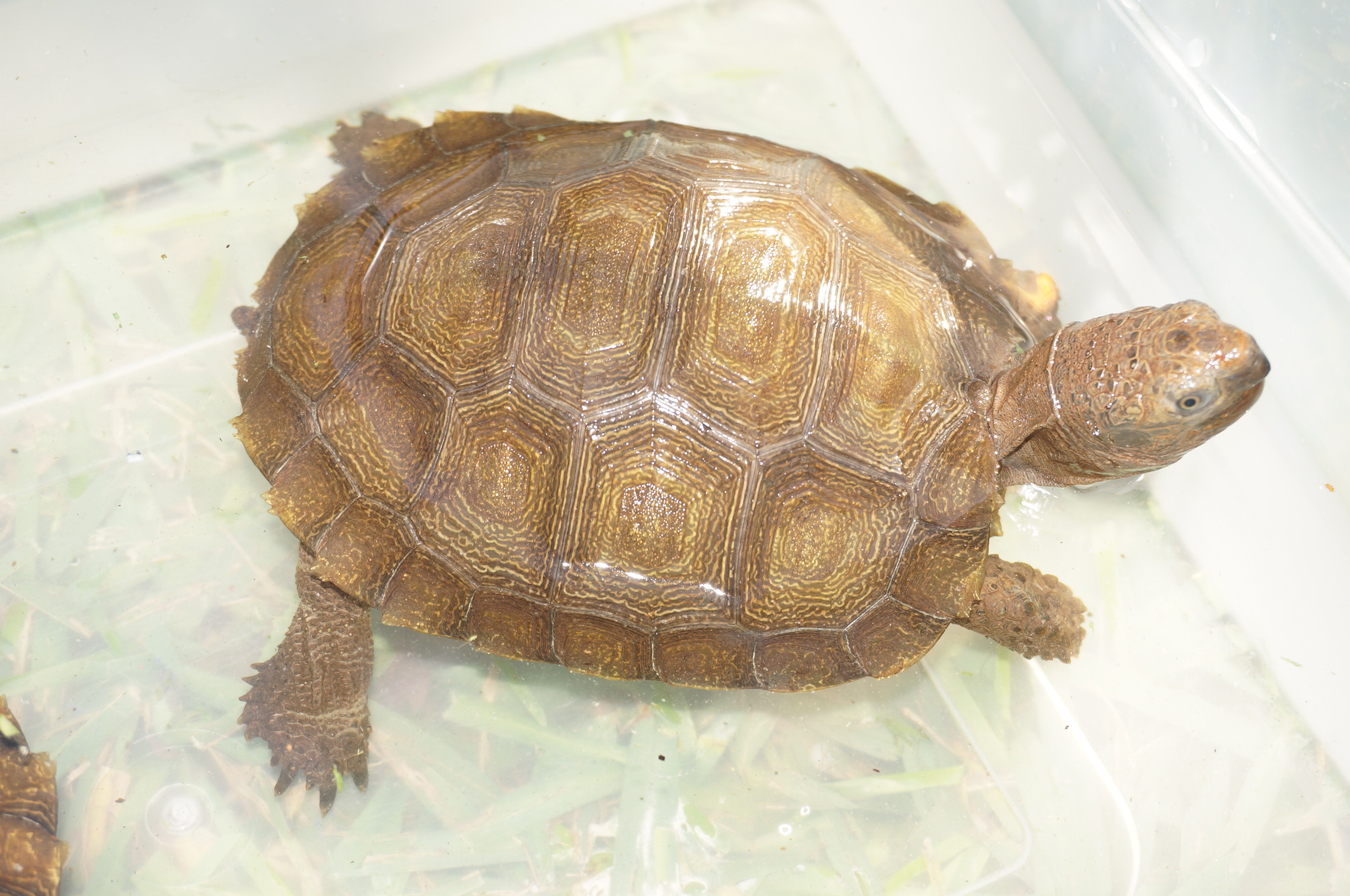 Mountain Tortoises - Manouria emys emys and phayrei