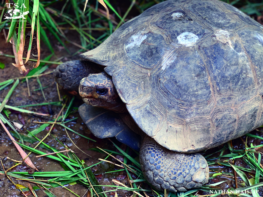 Mountain Tortoises - Manouria emys emys and phayrei