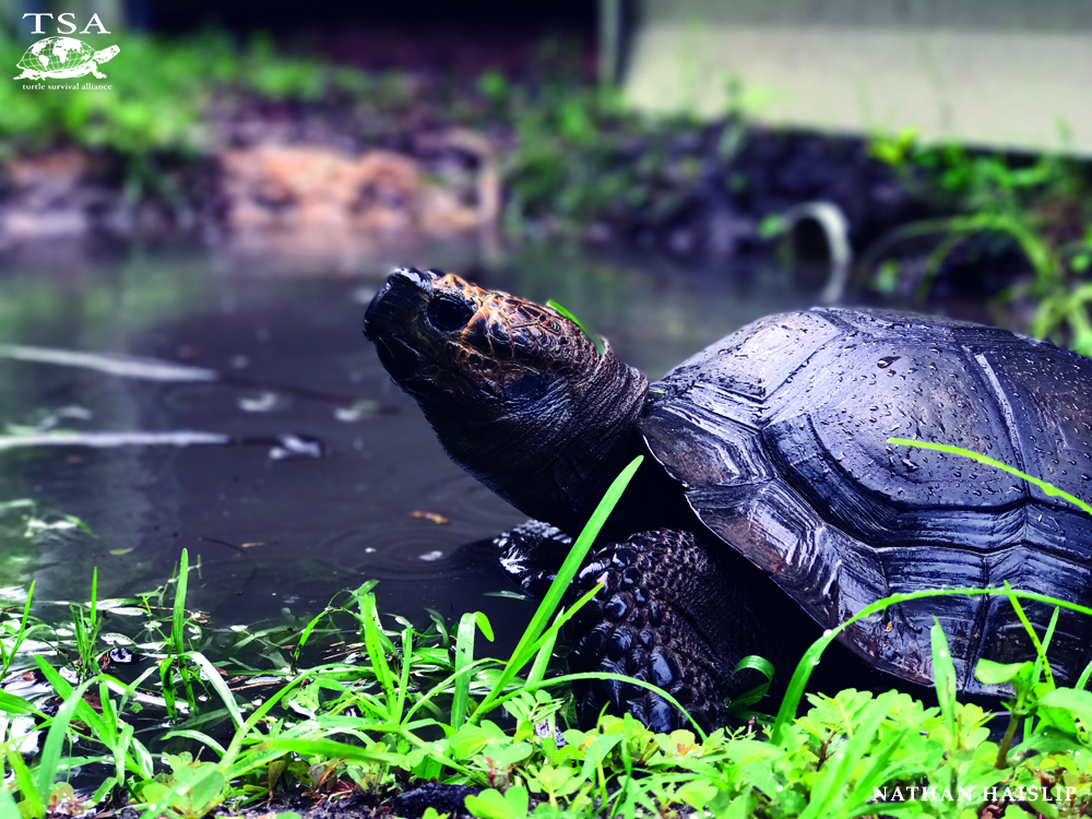 Mountain Tortoises - Manouria emys emys and phayrei