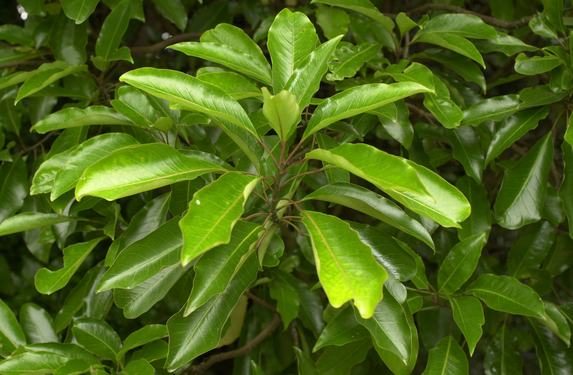 raukawa - Te Aka Māori Dictionary