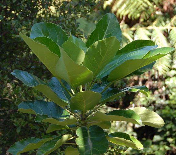 puka - Te Aka Māori Dictionary