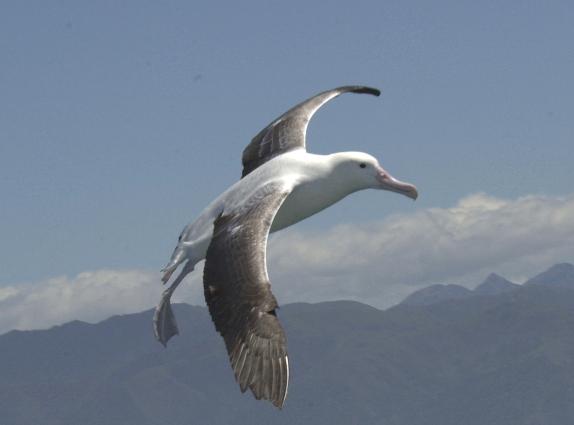 dunedin - Te Aka Māori Dictionary