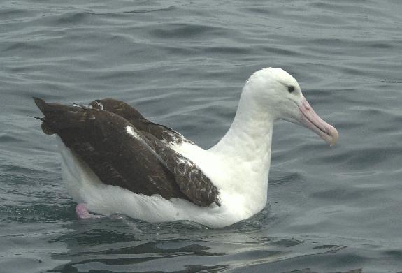 dunedin - Te Aka Māori Dictionary