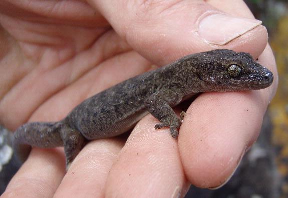 moko - Te Aka Māori Dictionary