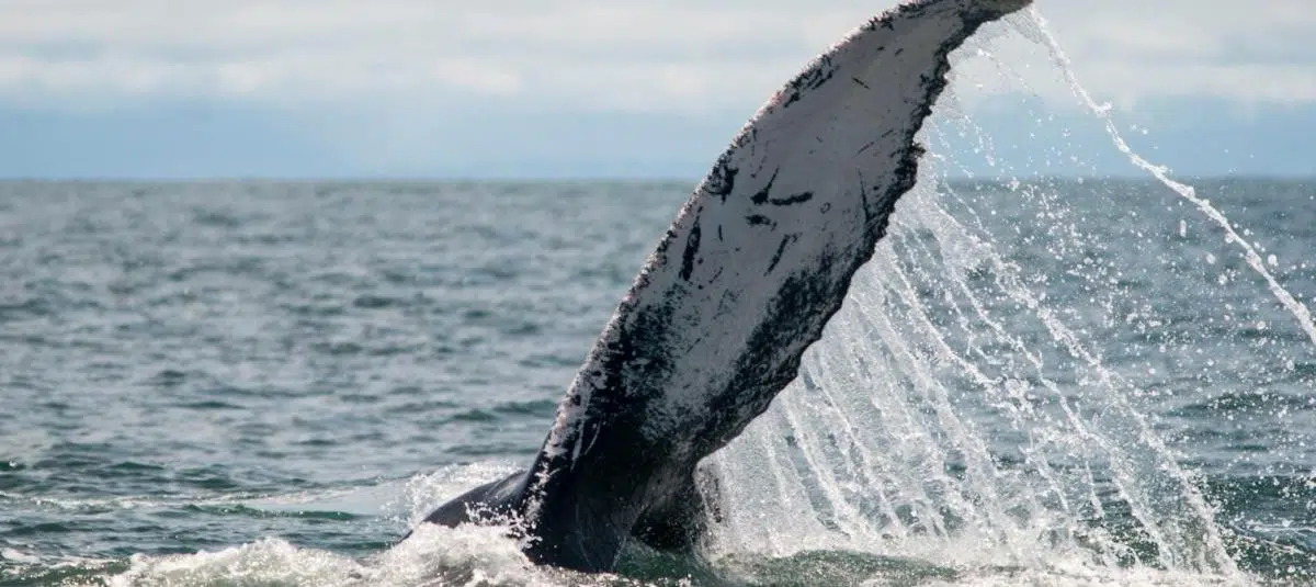 Moon, la ballena que nadó por más de 5.000 kilómetros con su espalda rota