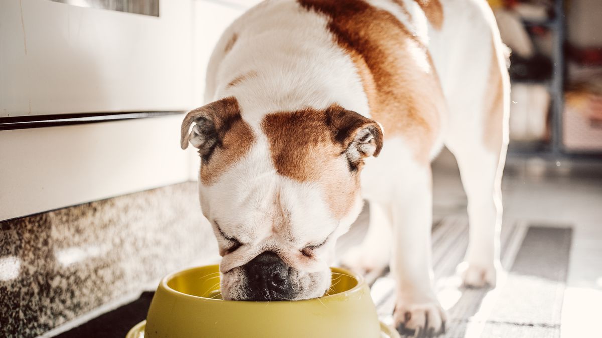 Organic pet food: the healthy and sustainable choice - Noticias Ambientales