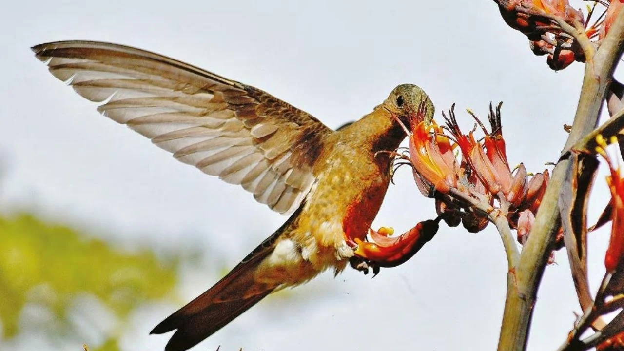 Colibri Gigante
