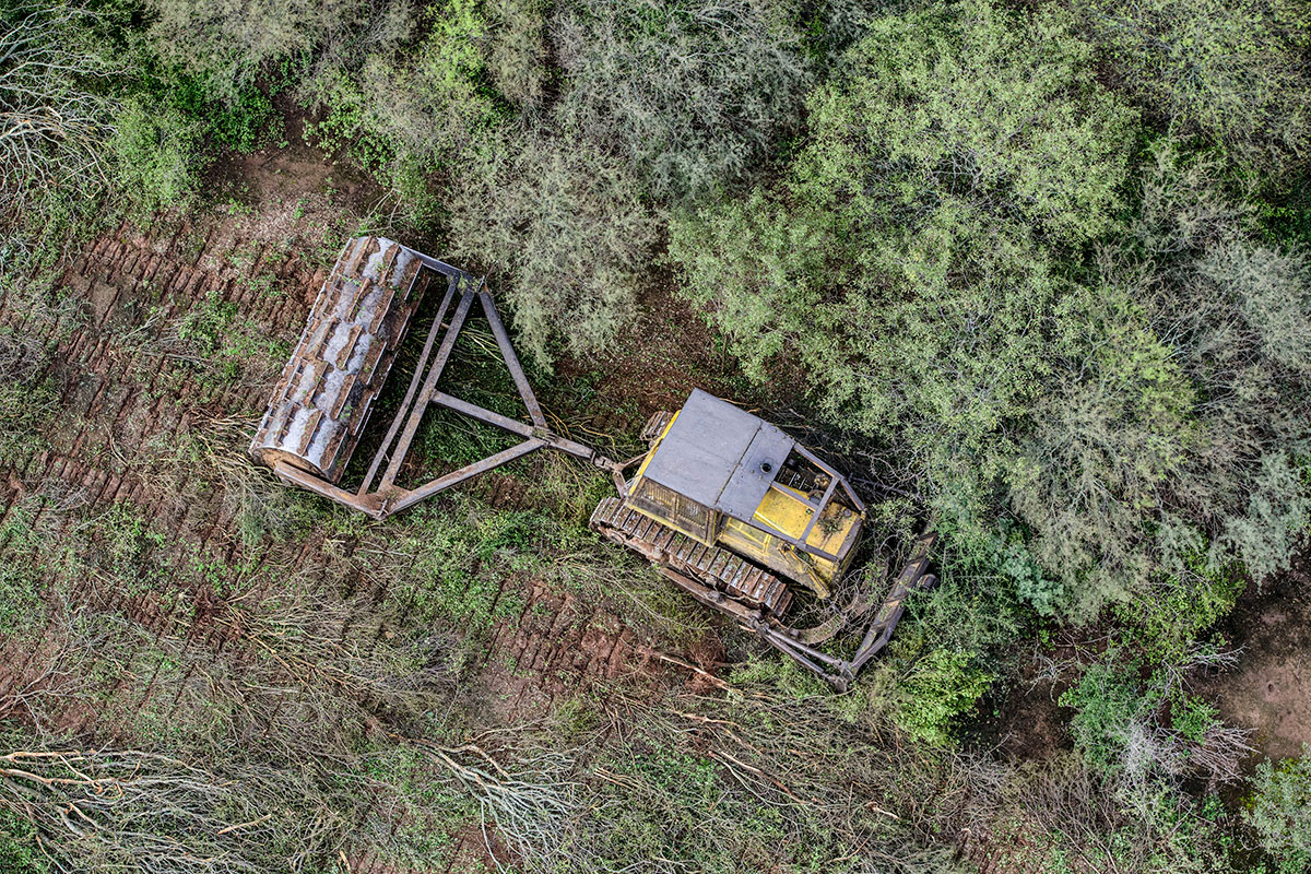 La Deforestación En El Chaco En Nivel Crítico Advierten Por La