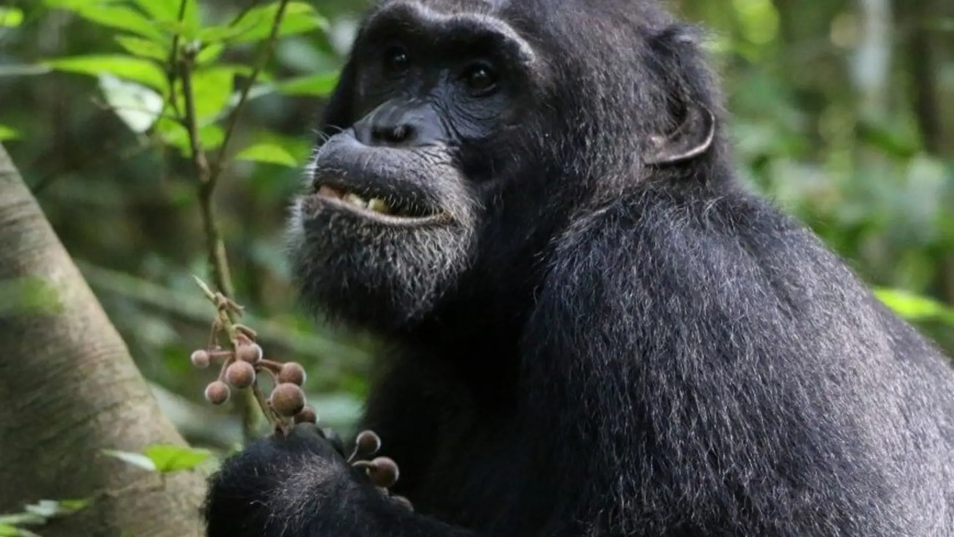 Descoberta surpreendente: chimpanzés urinam por 'contágio' social ...