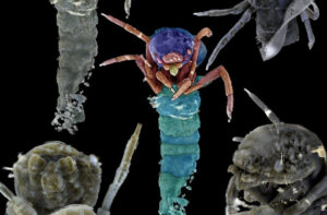 Insects reveal astonishing intelligence: entomological neuroscience ...