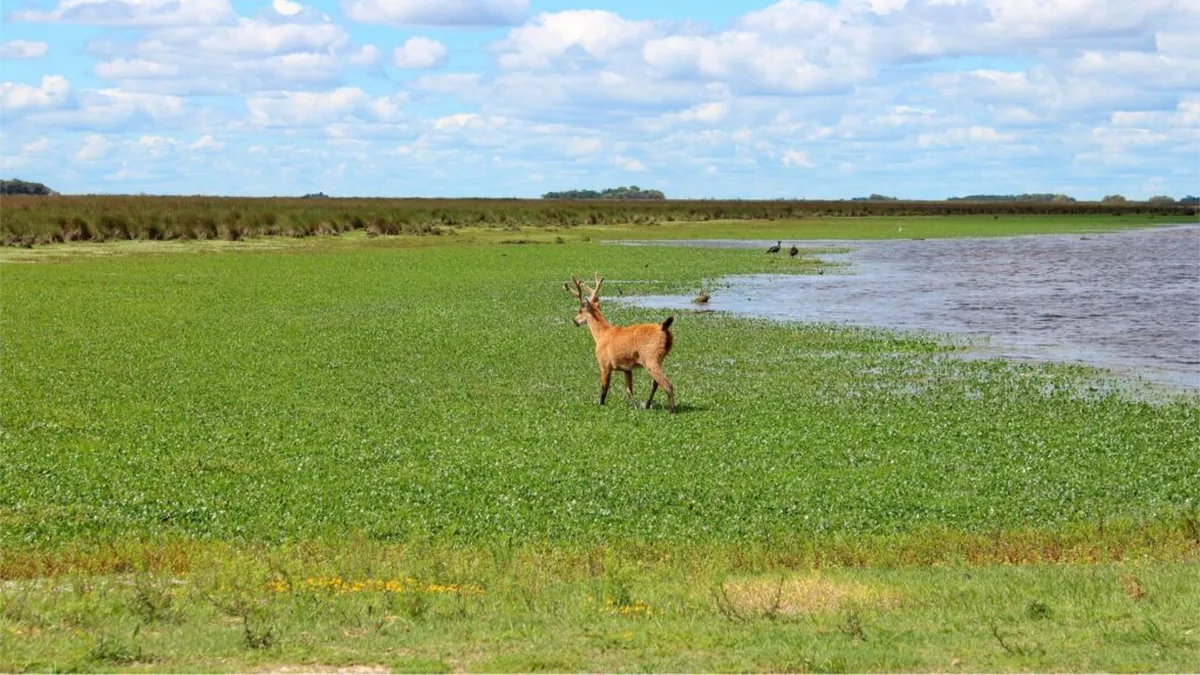 El parque nacional que está a 1 hora de CABA con senderos para avistar aves