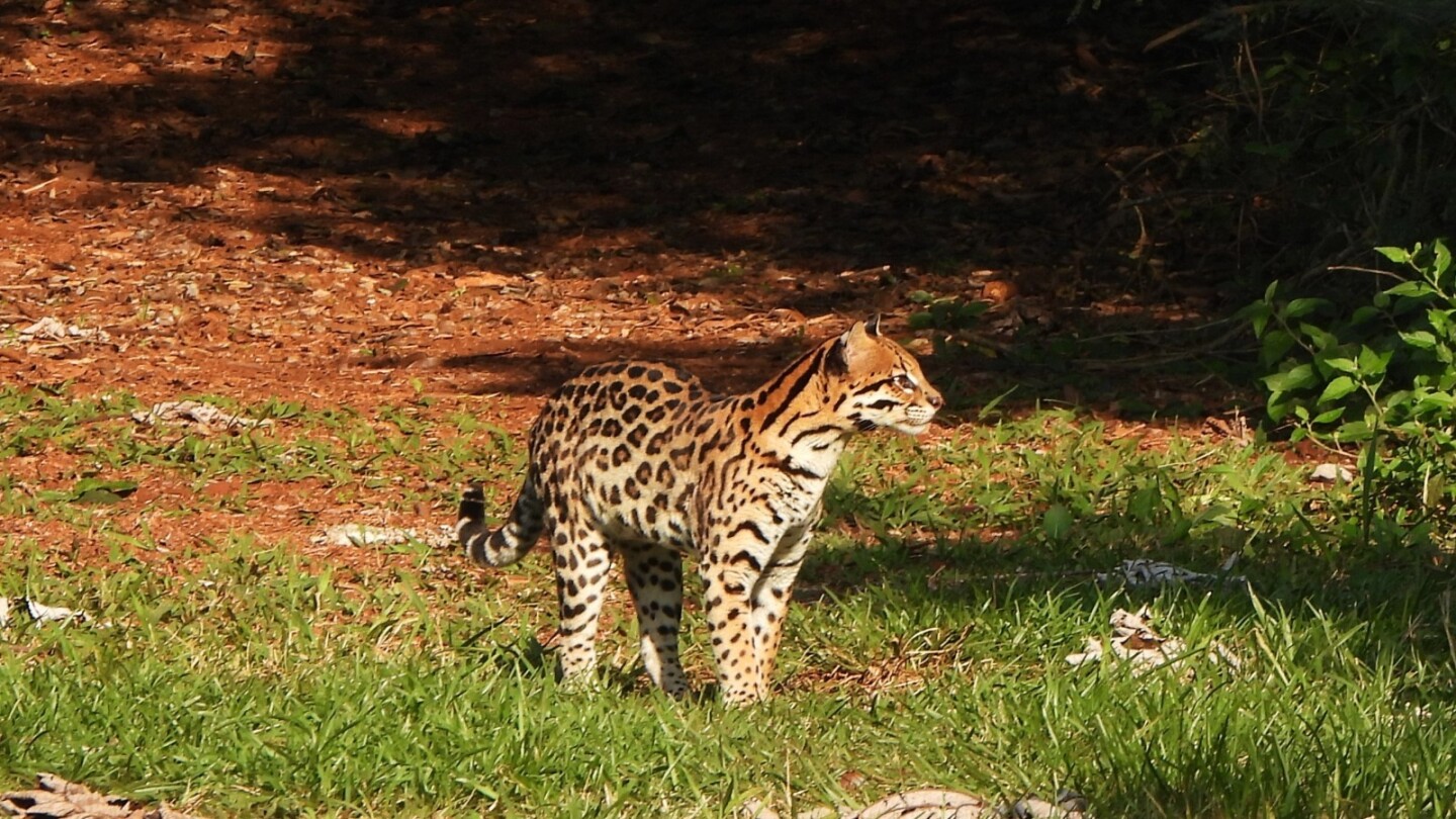 Un ocelote aparece inusualmente en áreas protegidas de Itaipú