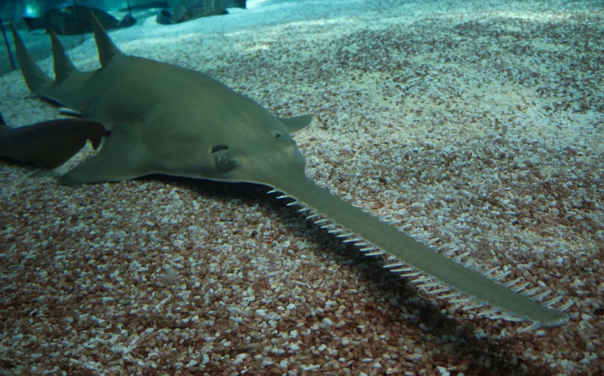 Hallan en Estados Unidos un raro ejemplar del pez sierra en peligro de ...