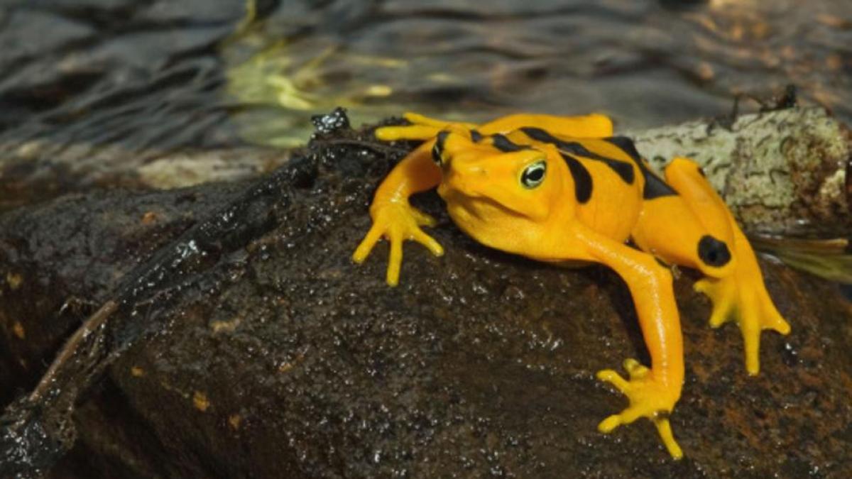 La rana dardo dorada, un animal letal de la naturaleza - Noticias ...