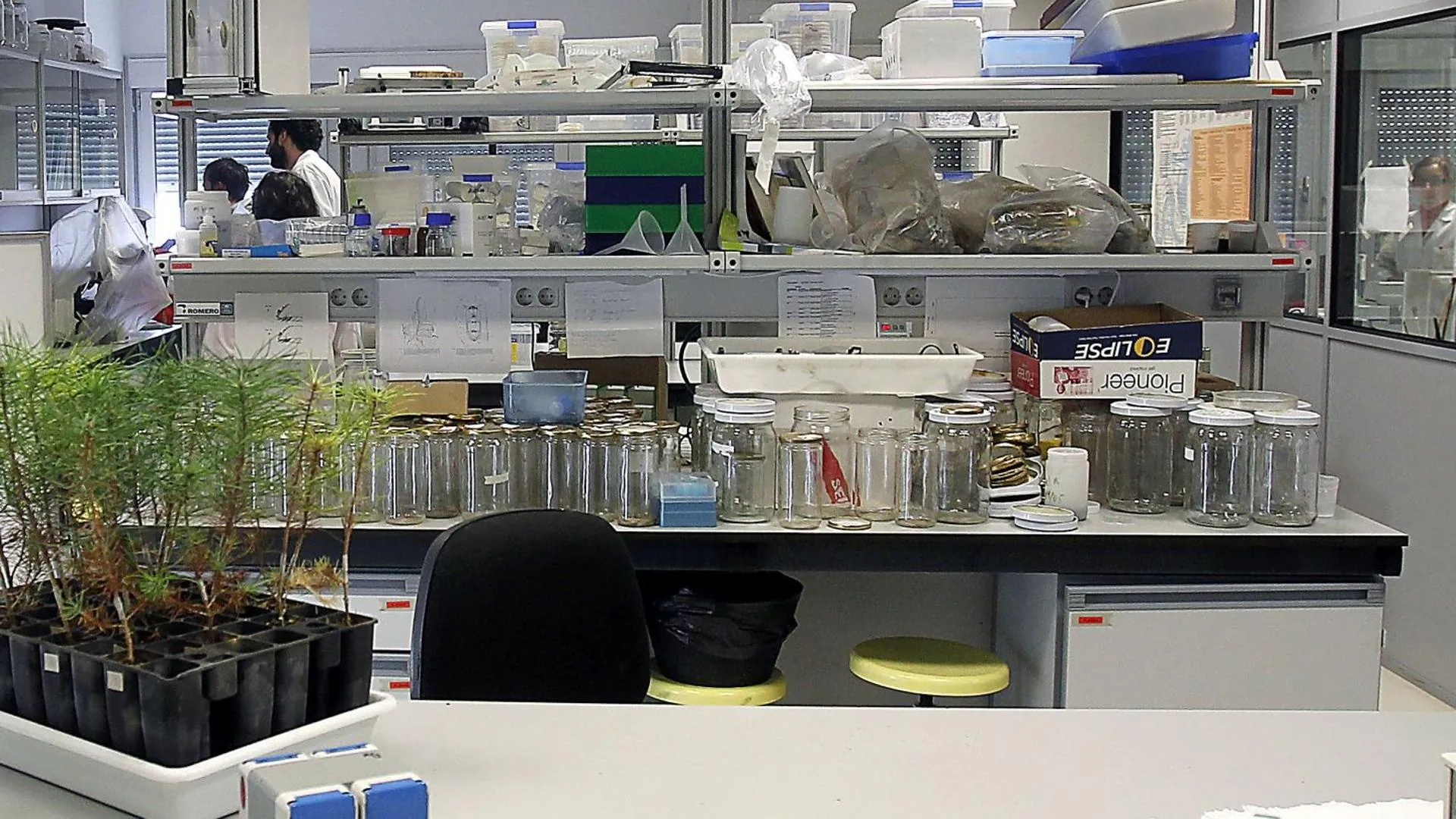 Investigadores crean vacunas para curar árboles enfermos