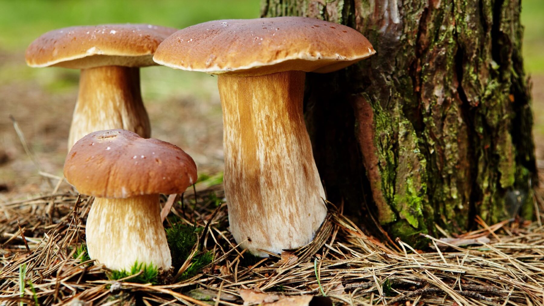 Por qué los hongos son tan importantes para la vida en la Tierra ...