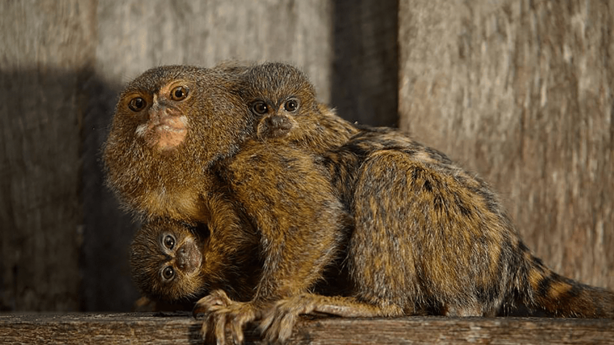 Los monos tití también responden a sus nombres