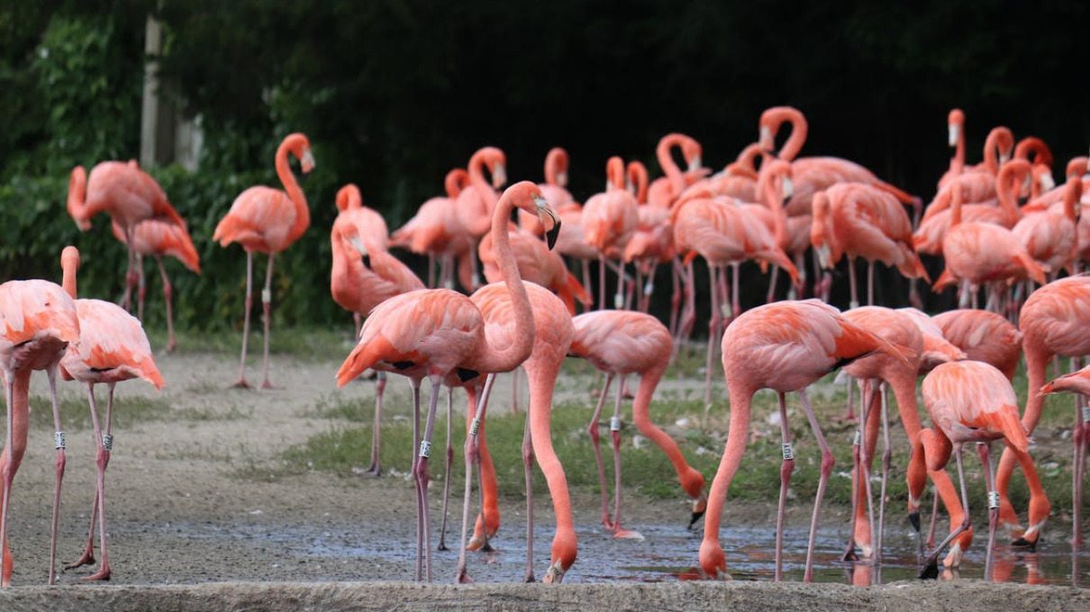 Wildlife ownership: 14 pink flamingos rescued from capture for human ...