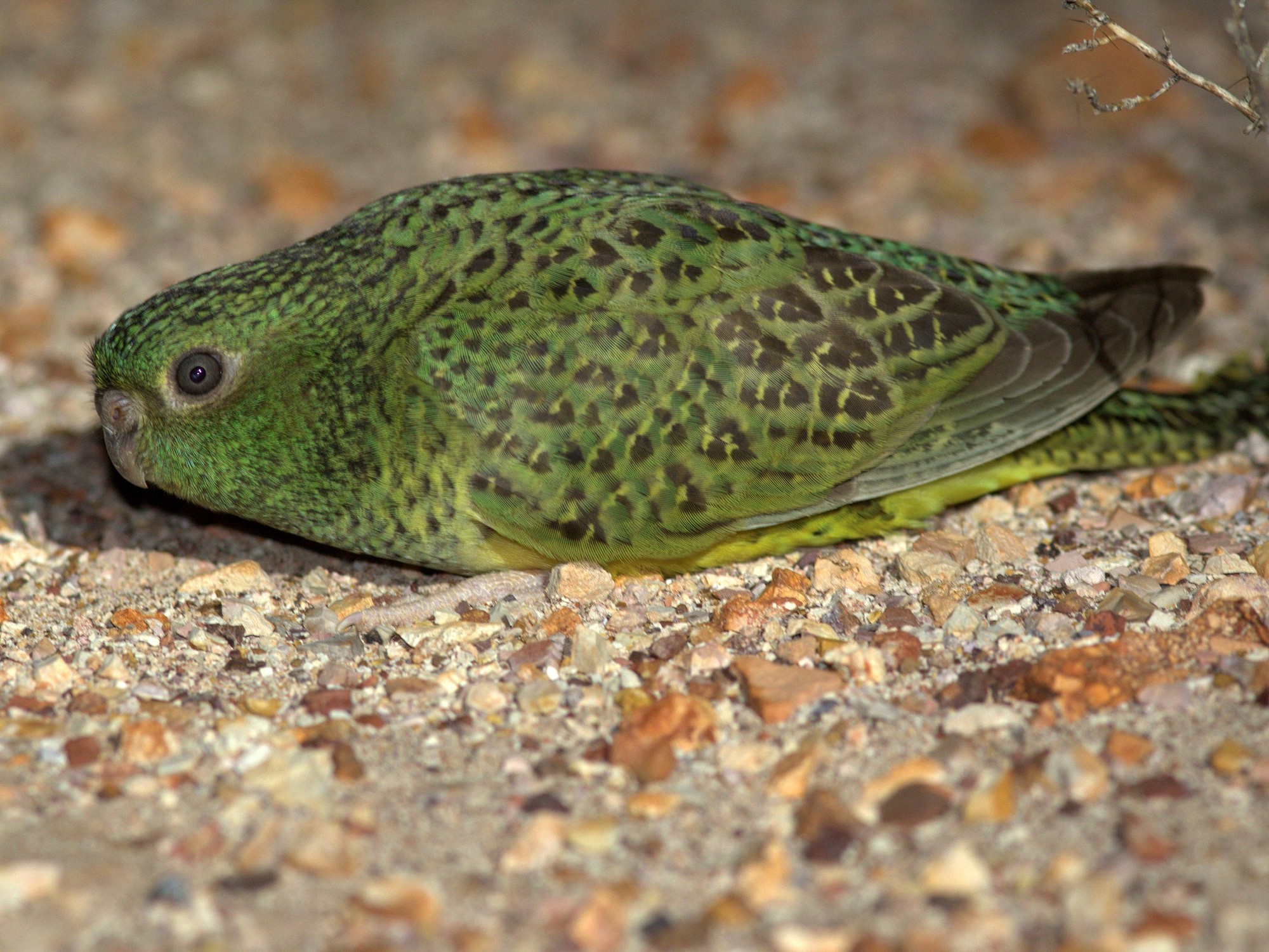 Encontraron un loro raro de Australia que se creía extinto durante 100 años