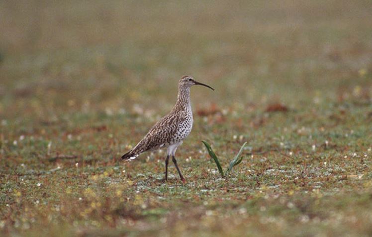 First extinction of a European bird declared: what is the species ...