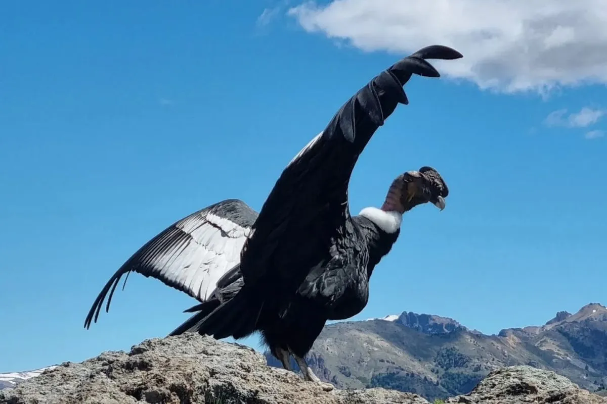 Impresionante encuentro con un Cóndor Andino - Noticias Ambientales