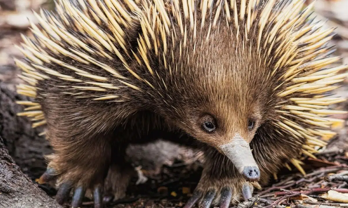 Equidna: o mamífero com uma habilidade elétrica surpreendente ...