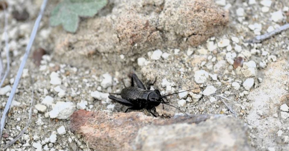 Nueva especie de grillo: cómo es el insecto hallado en la Patagonia