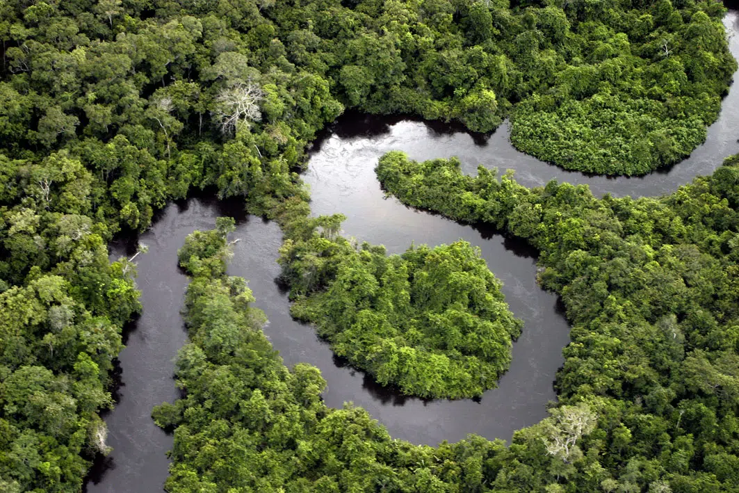 África tem a segunda maior floresta tropical do mundo - Noticias ...