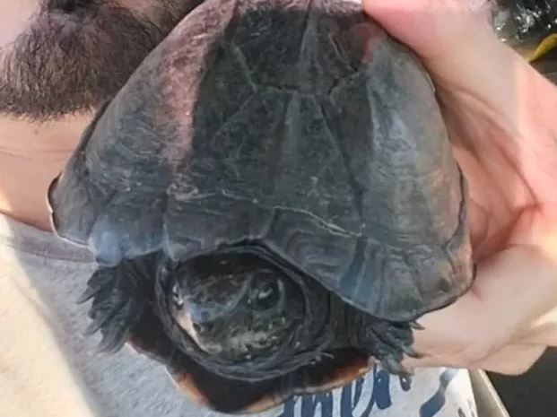 For the first time, a scorpion turtle is recorded in East Chaco ...