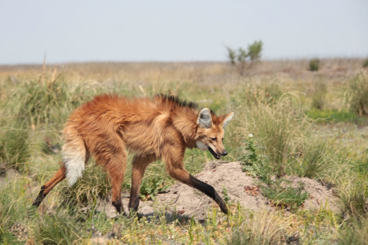 Maned wolf, a species threatened by various factors. Where does it live ...
