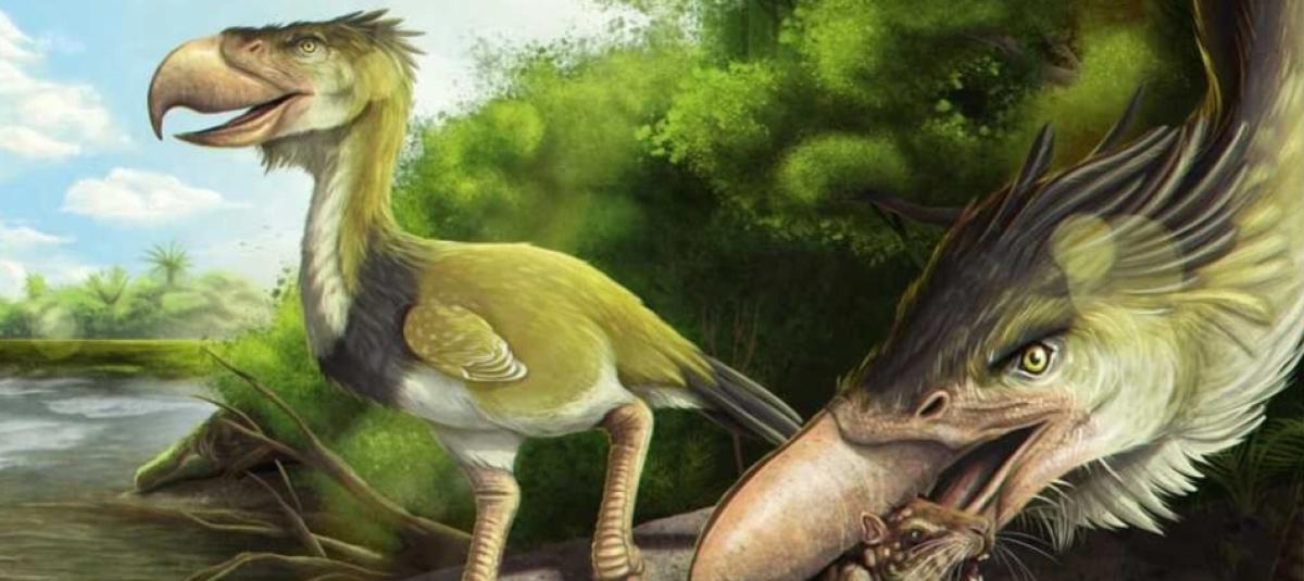 A new species of prehistoric bird discovered: it is the largest ...