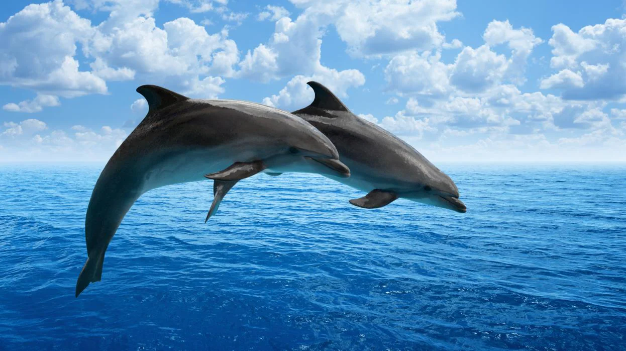 Dolphins: The Guardians of the Ocean and Their Amazing Abilities ...