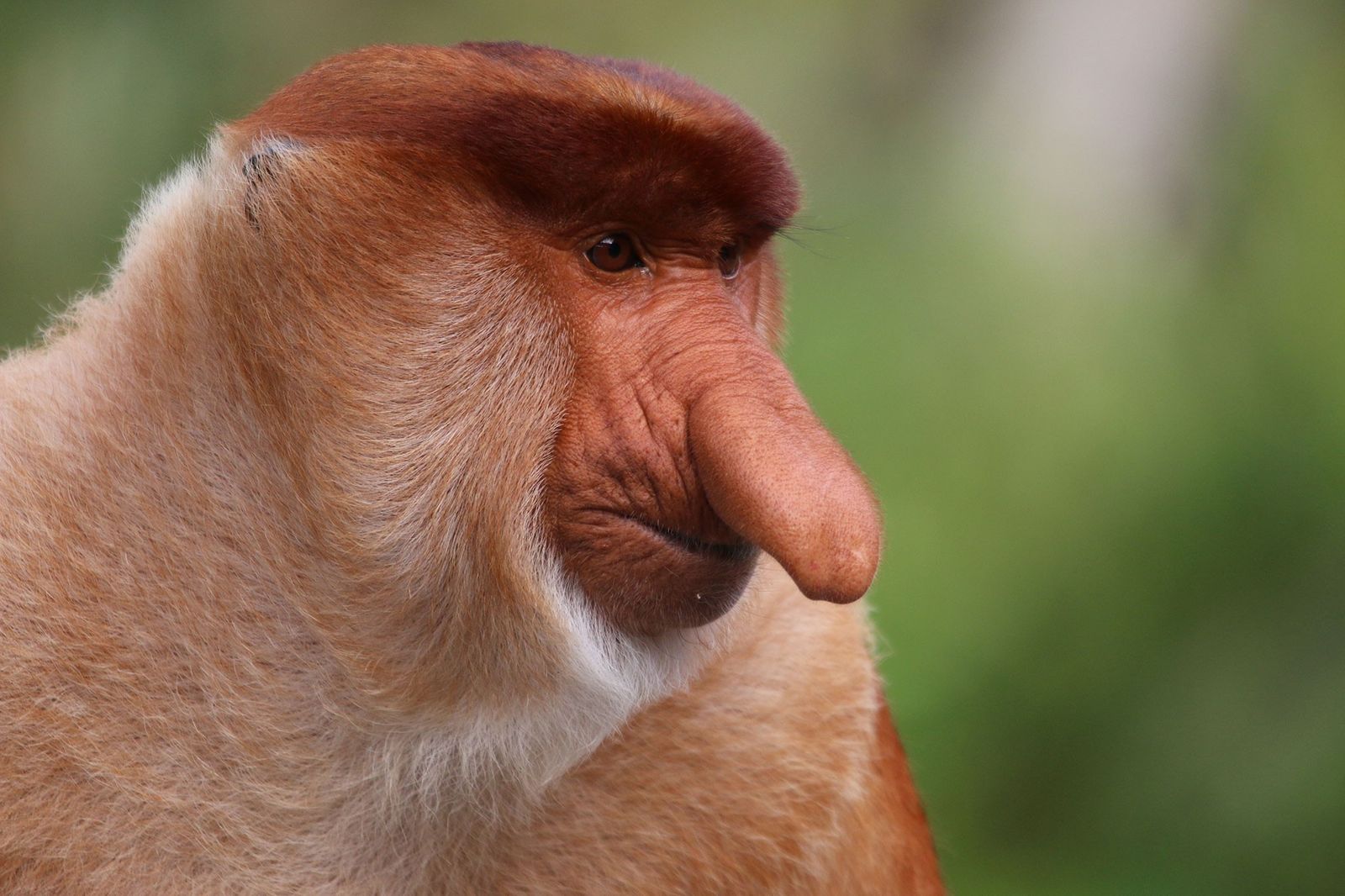 El mono narigudo: el guardián que protege a los manglares de Borneo