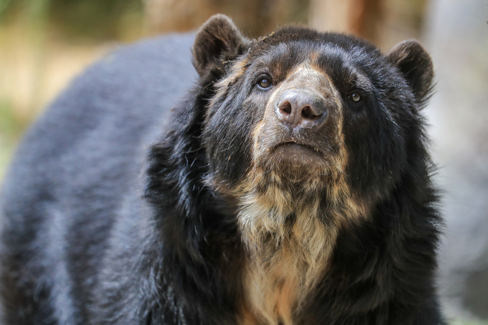 Camera investigation reveals the hidden life of Andean bears - Noticias Ambientales