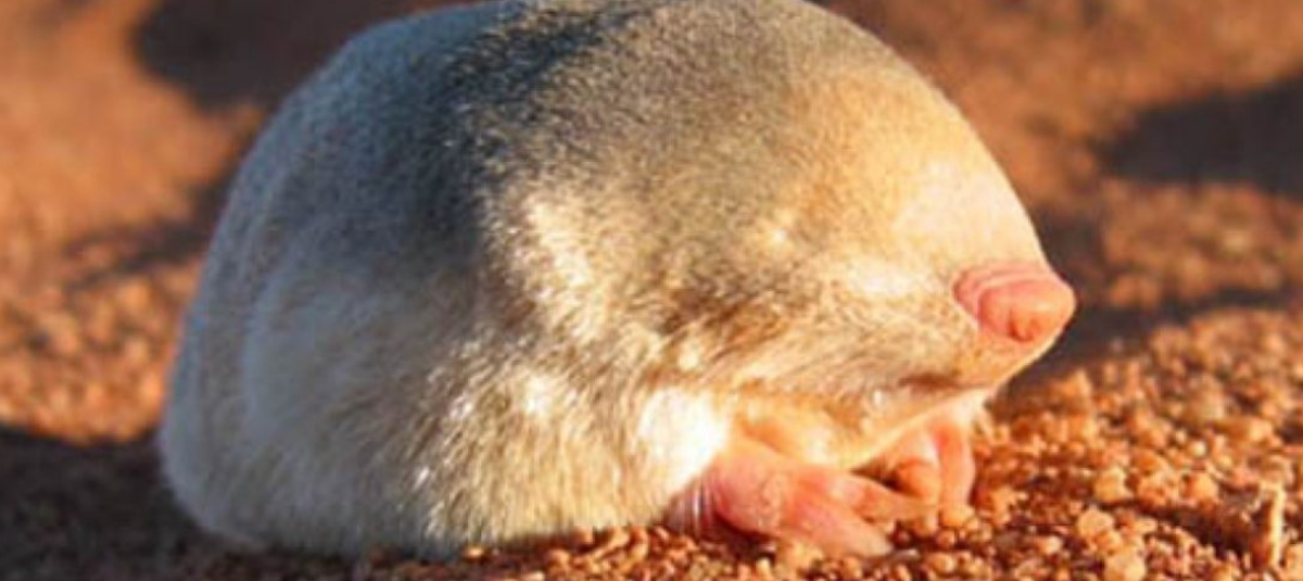 Avistaron a un animal que se creía extinto hace 80 años