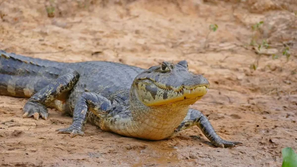 A living swamp amidst the concrete: the last caimans of Rio resist ...