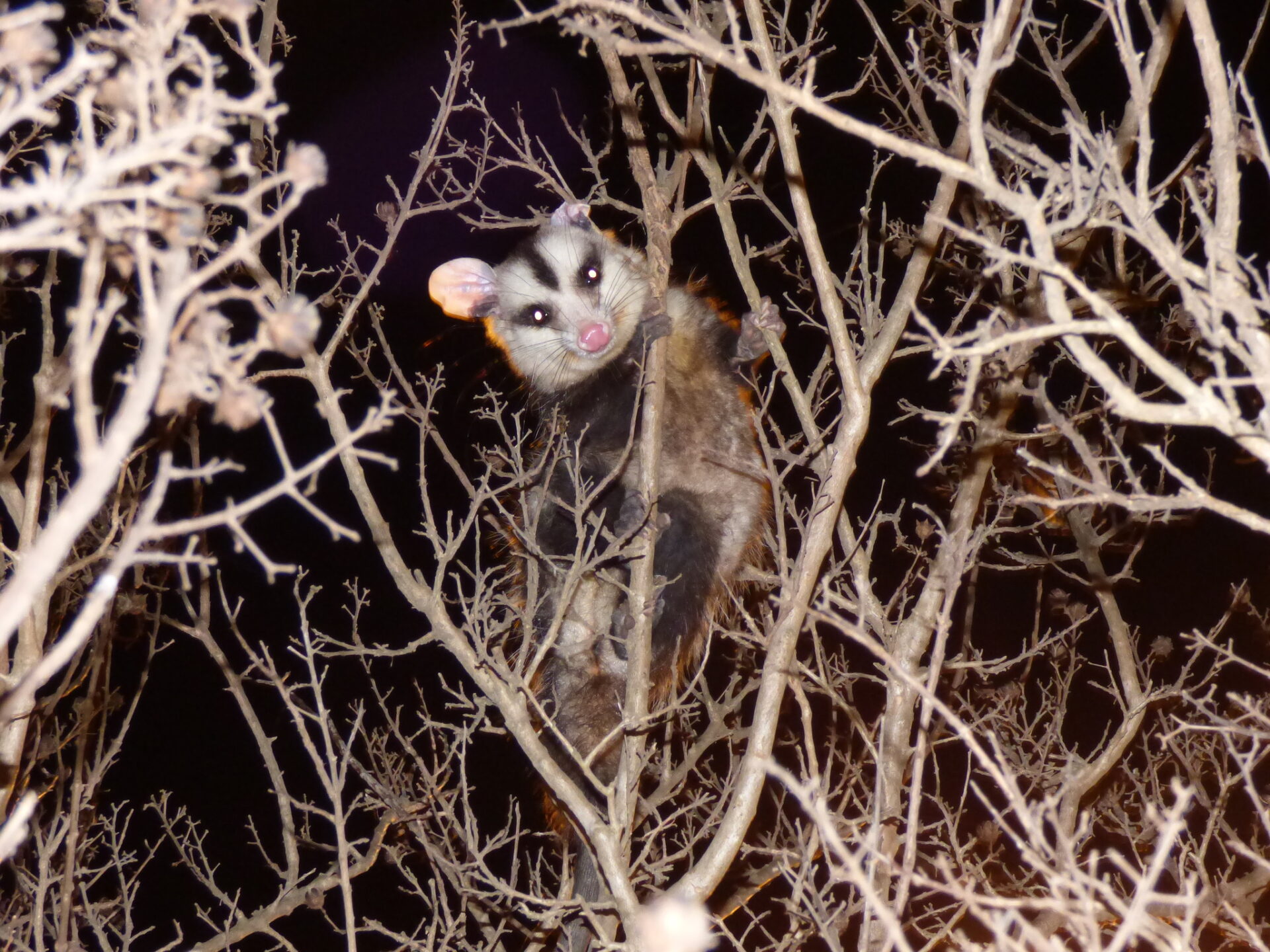 Conoce los animales que despiertan al caer la noche en Argentina