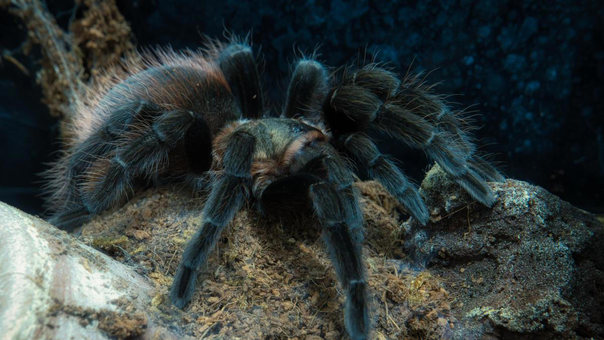 Fossil of a Giant Spider Found, One of the Largest on Record - Noticias ...