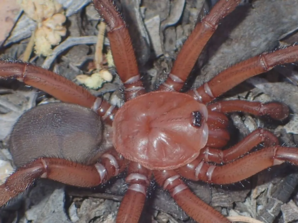 New variety of the world's most venomous spider discovered in Australia ...