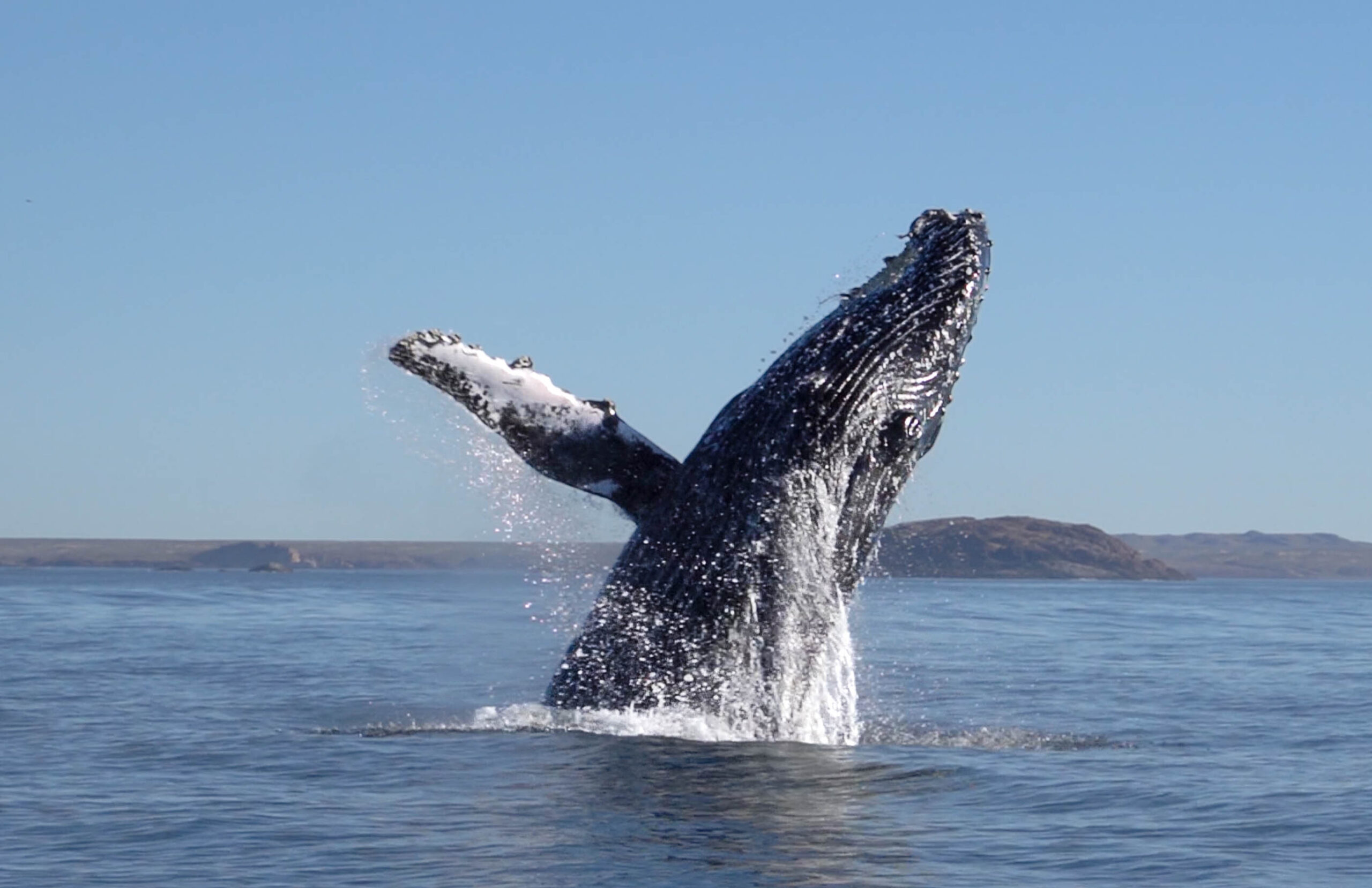 An unknown natural phenomenon: humpback whales in Chubut - Noticias ...